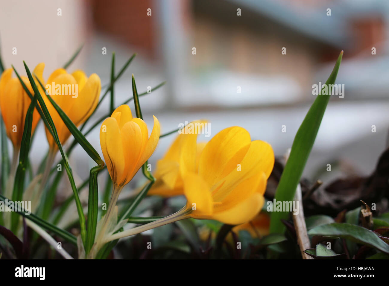spring flower crocus Stock Photo - Alamy