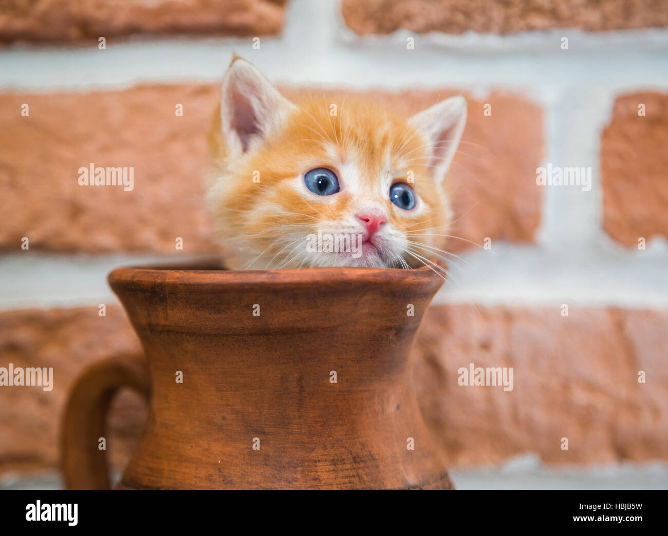 Close up fuzzy kitten playing hi-res stock photography and images - Alamy