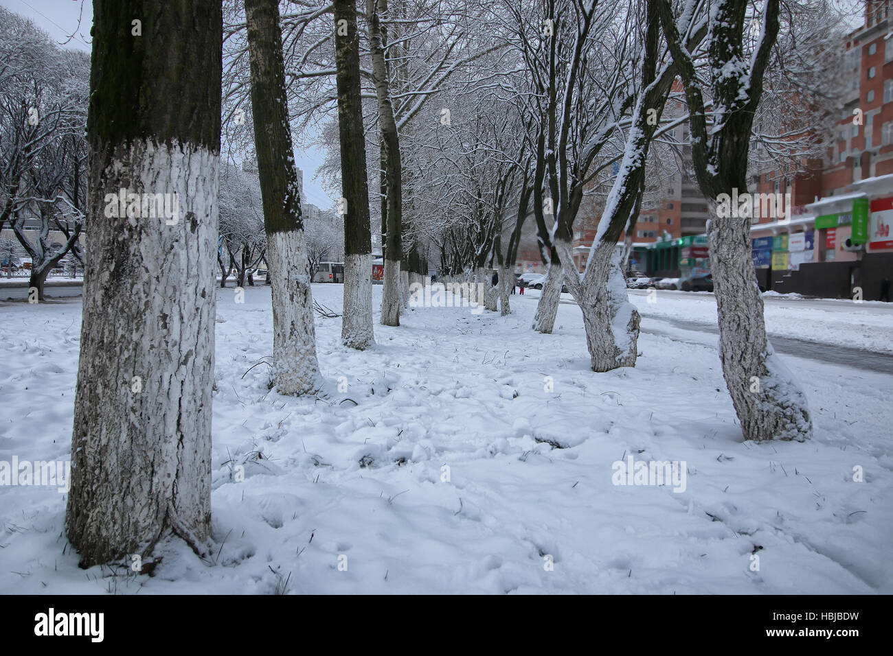 winter snow on tree PARK Stock Photo - Alamy