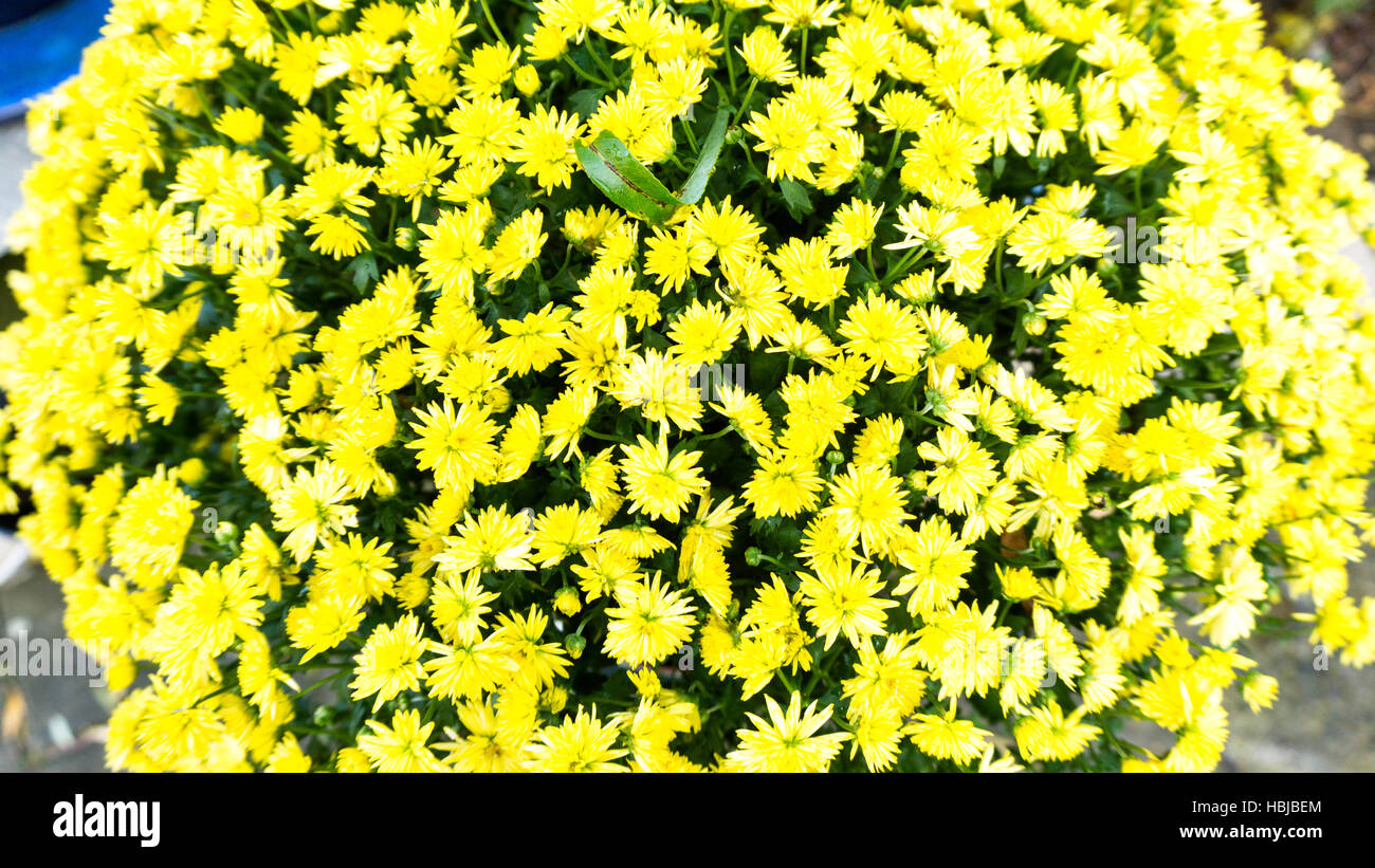 bouquet of yellow flowers Stock Photo - Alamy