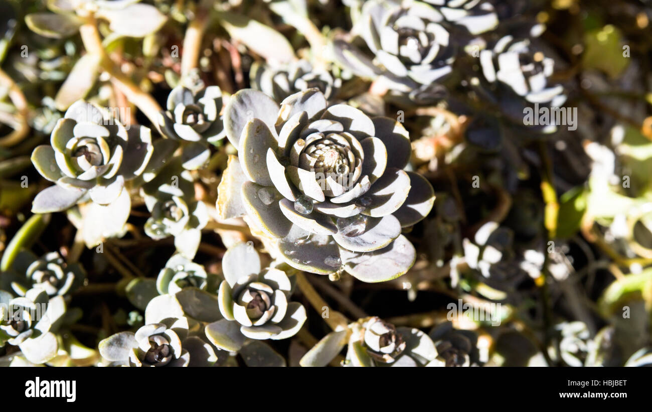 Beauty of succulents hi-res stock photography and images - Alamy