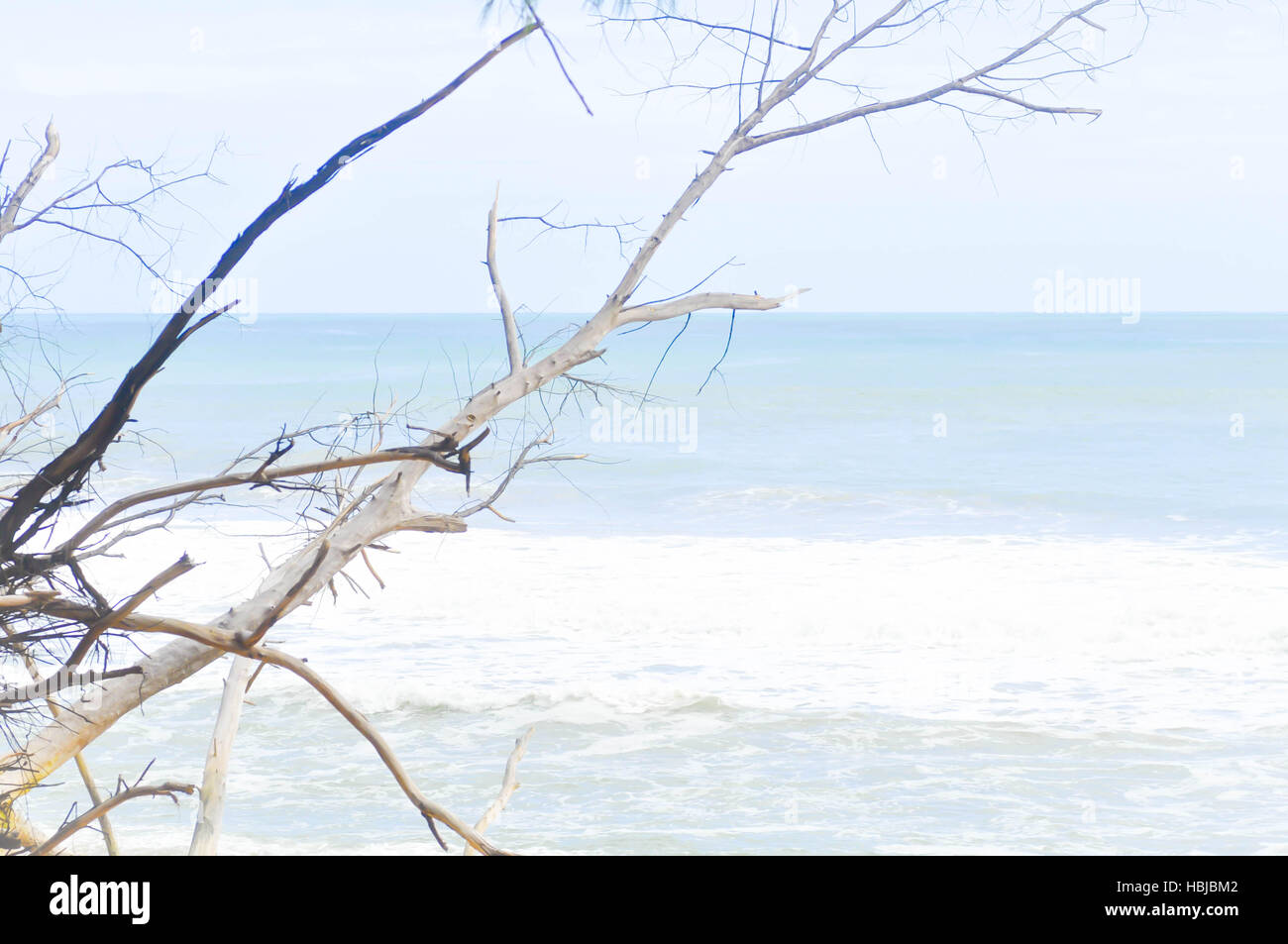 sea , sky and tree background Stock Photo - Alamy