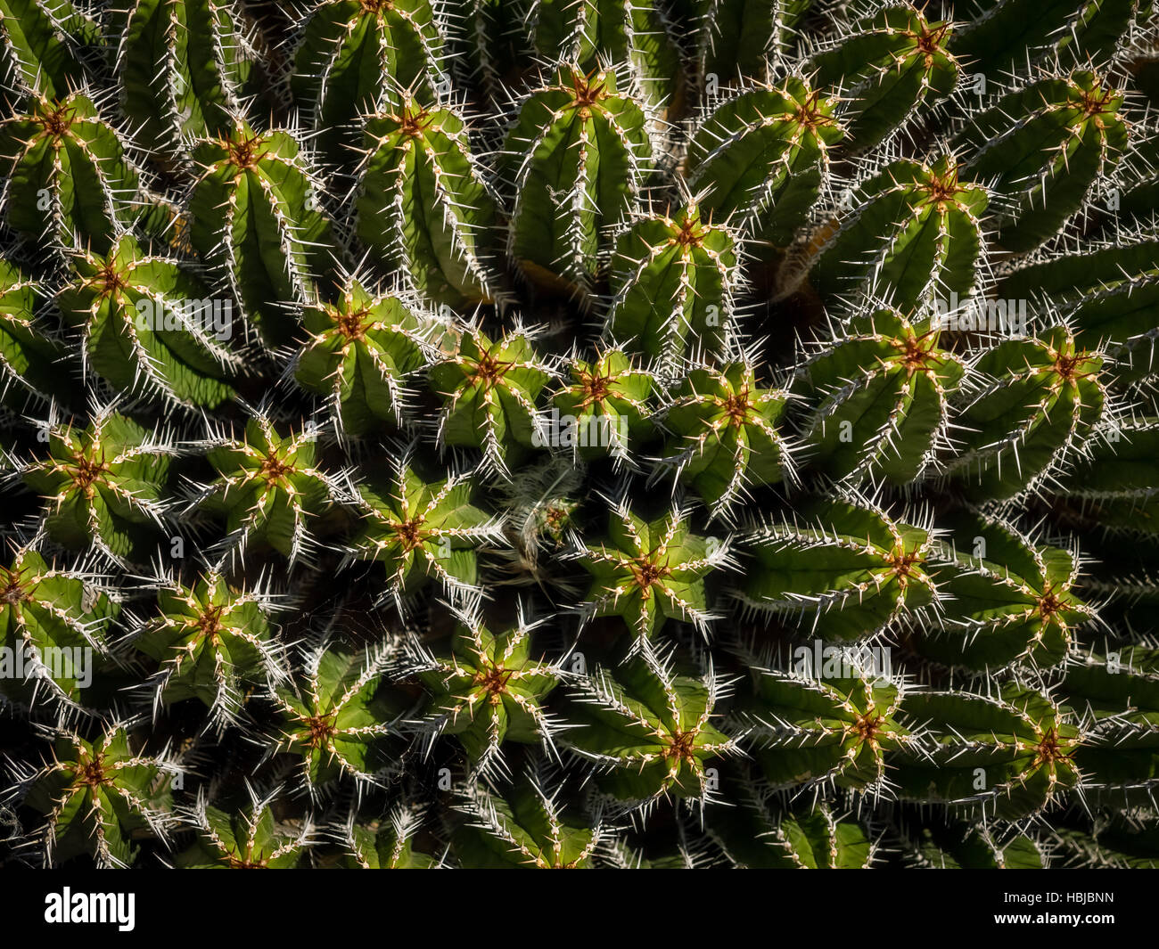 Cactuses in the Cactus Garden Stock Photo - Alamy
