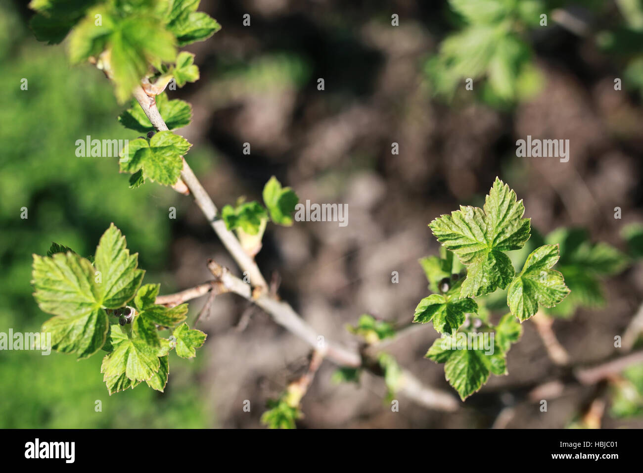 new life in spring brunch of tree Stock Photo - Alamy