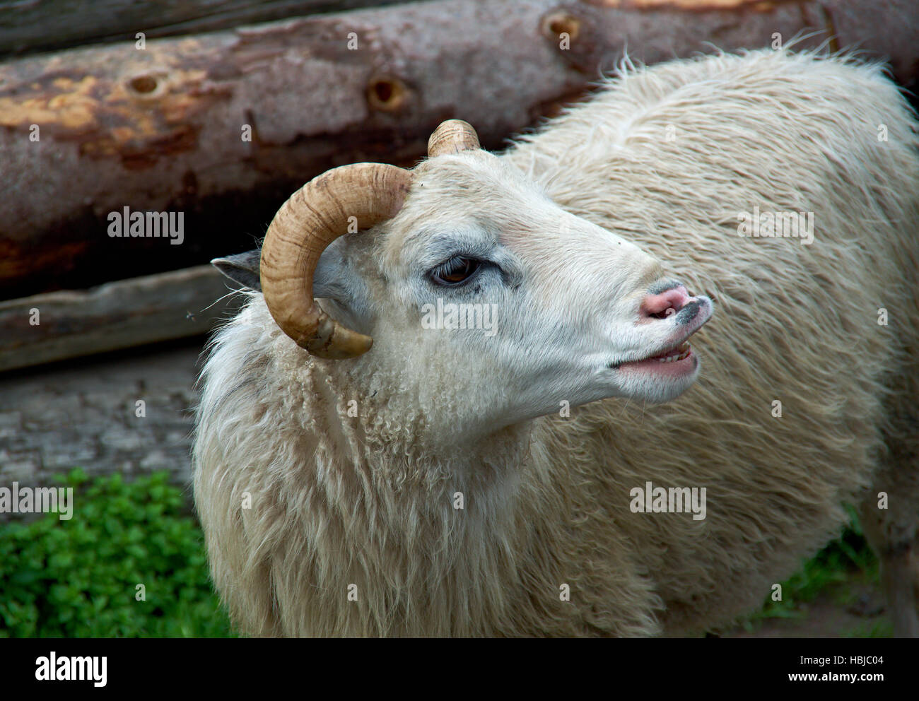Close up shot of a Ram Stock Photo - Alamy