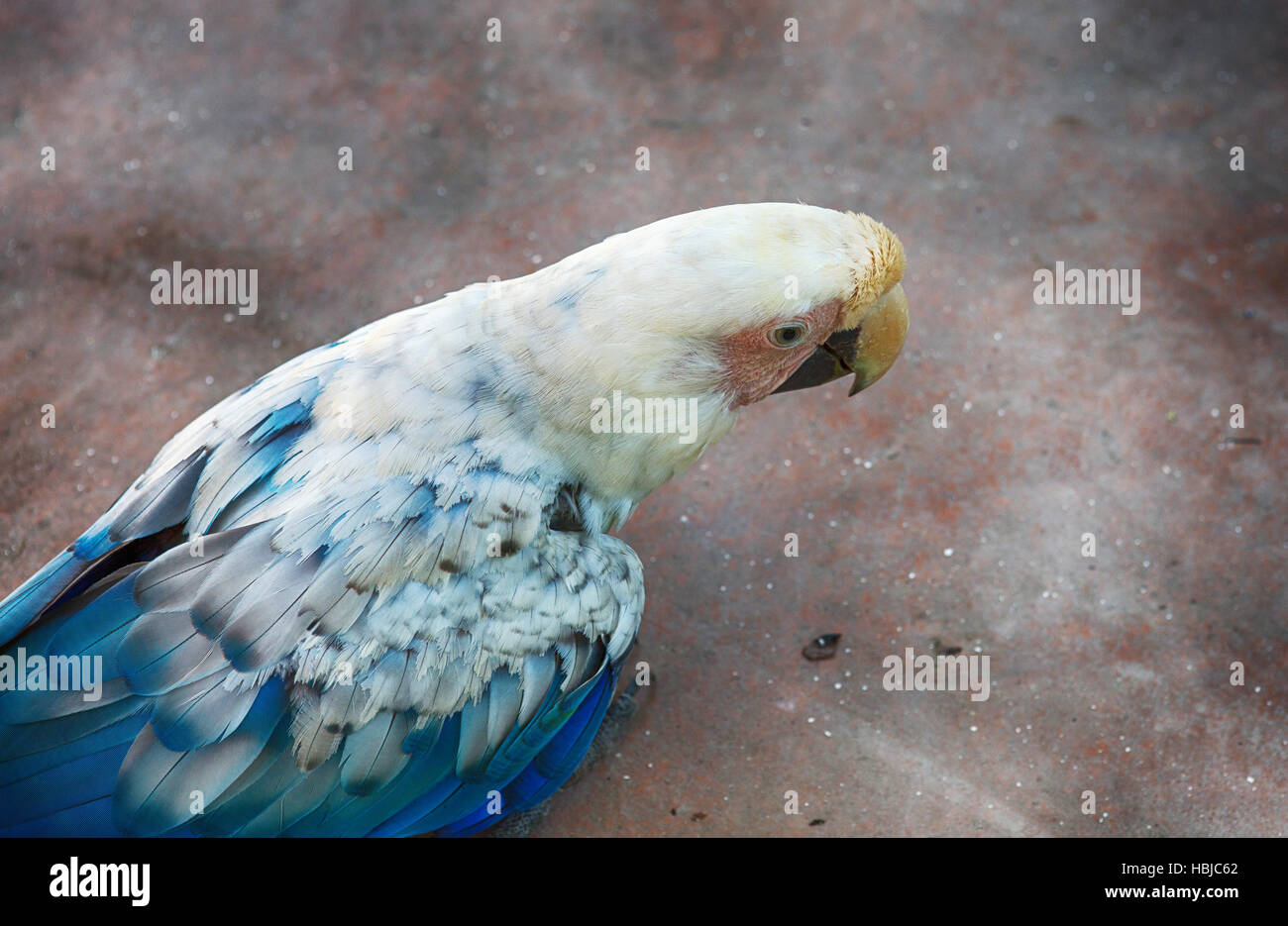 Grune blaetter hi-res stock photography and images - Alamy