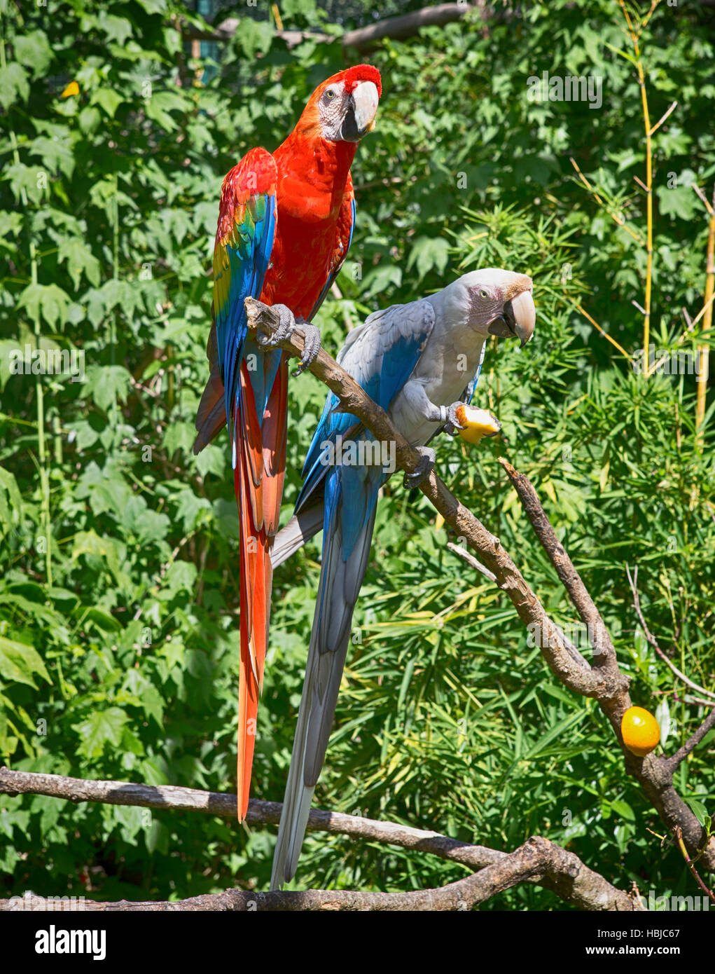 Papageien essen hi-res stock photography and images - Alamy