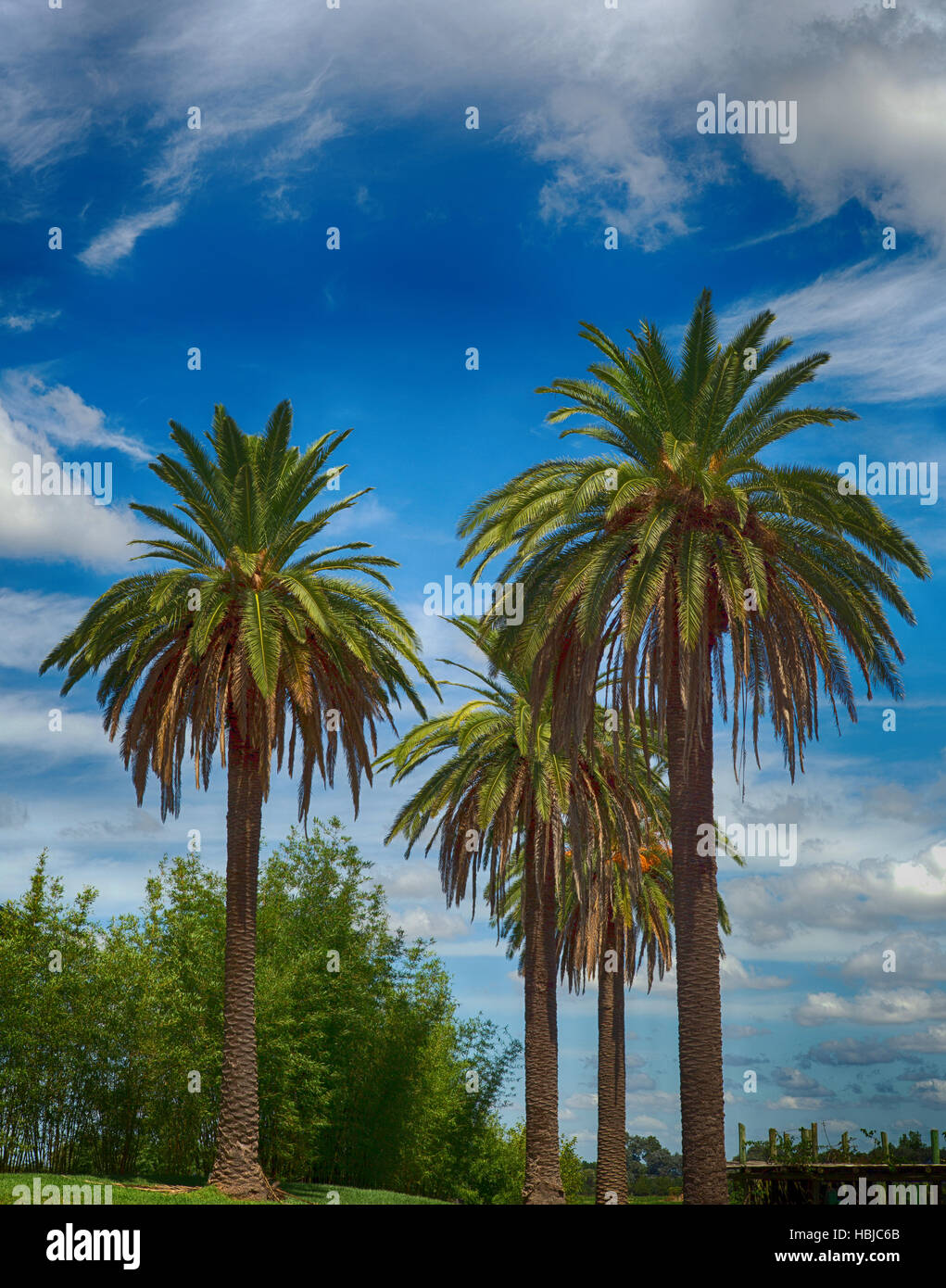 Grune blaetter hi-res stock photography and images - Alamy