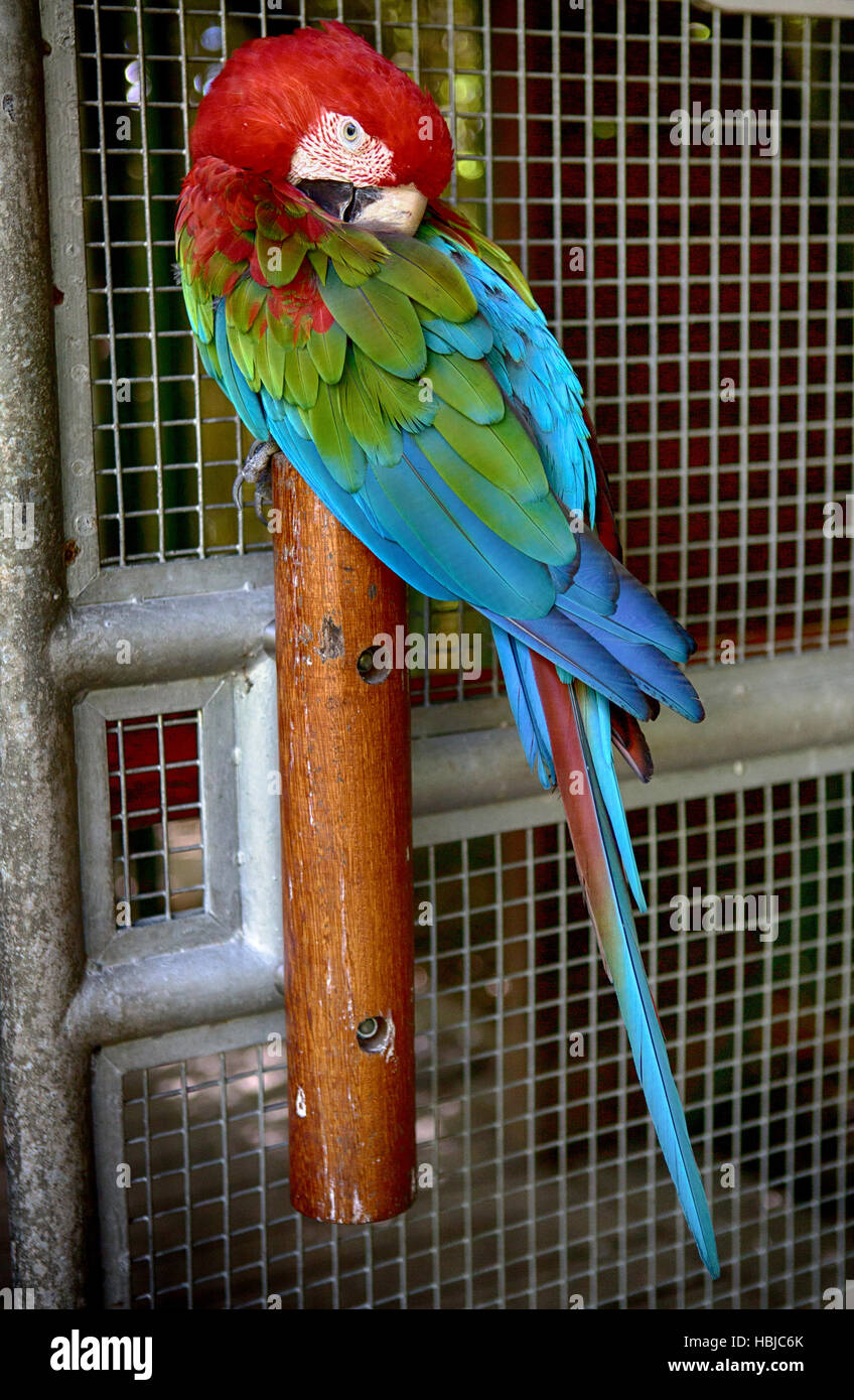 Grune blaetter hi-res stock photography and images - Alamy