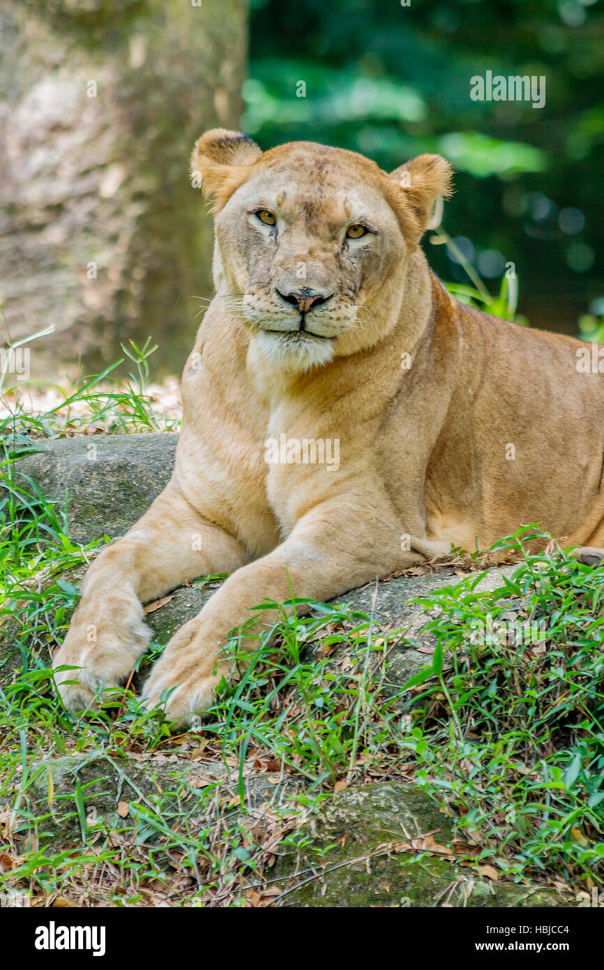 Fierce lioness hi-res stock photography and images - Alamy