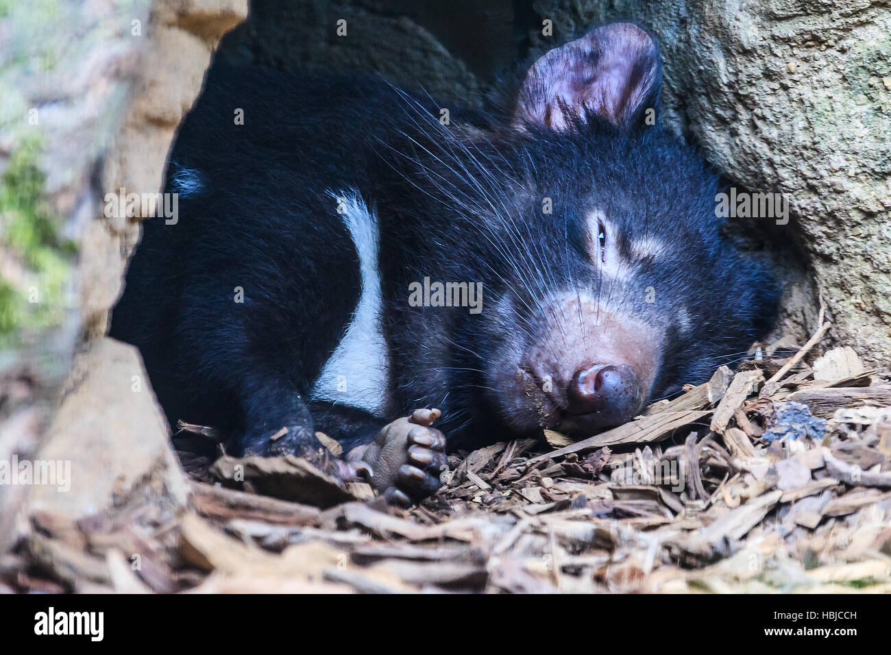 Sleeping with the devil hi-res stock photography and images - Alamy