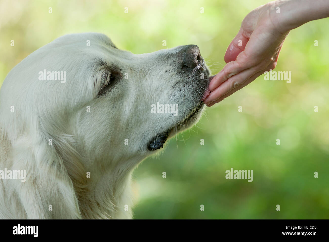 dog eating with his hands Stock Photo - Alamy