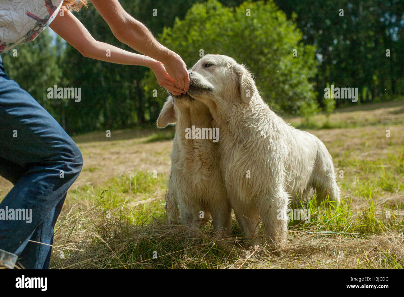 dog eating with his hands Stock Photo - Alamy