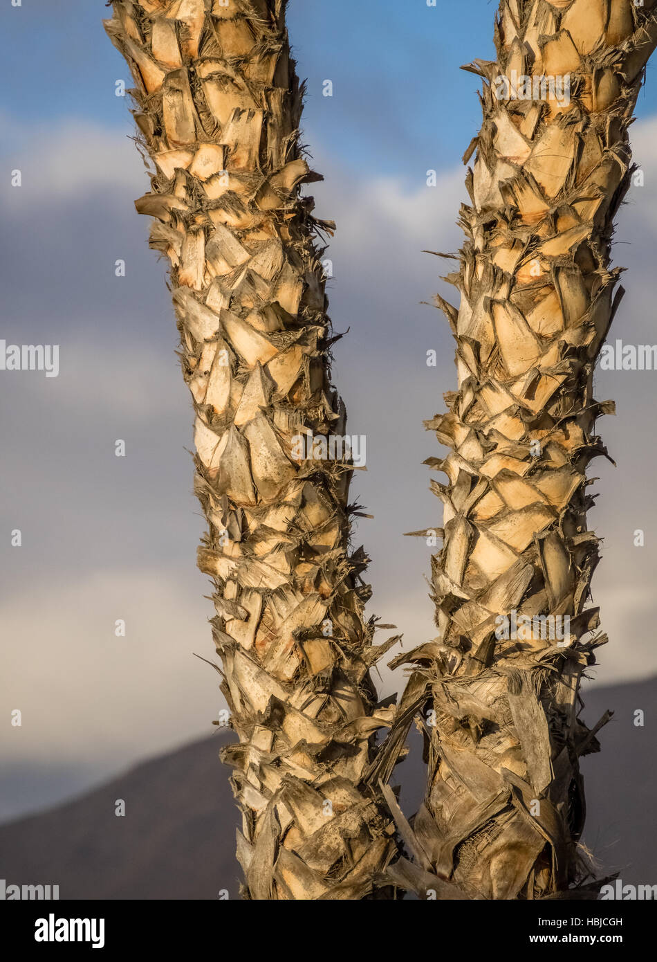 Two palmtrees stems Stock Photo - Alamy