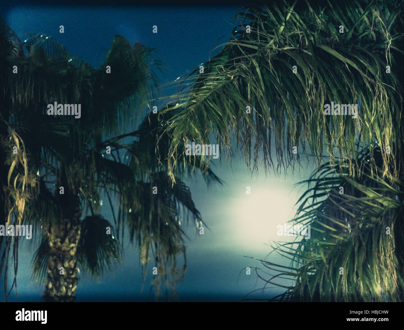 Palm tree moonrise hi-res stock photography and images - Alamy
