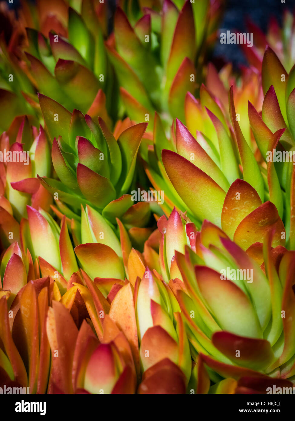 Succulent alpine flower Stock Photo - Alamy