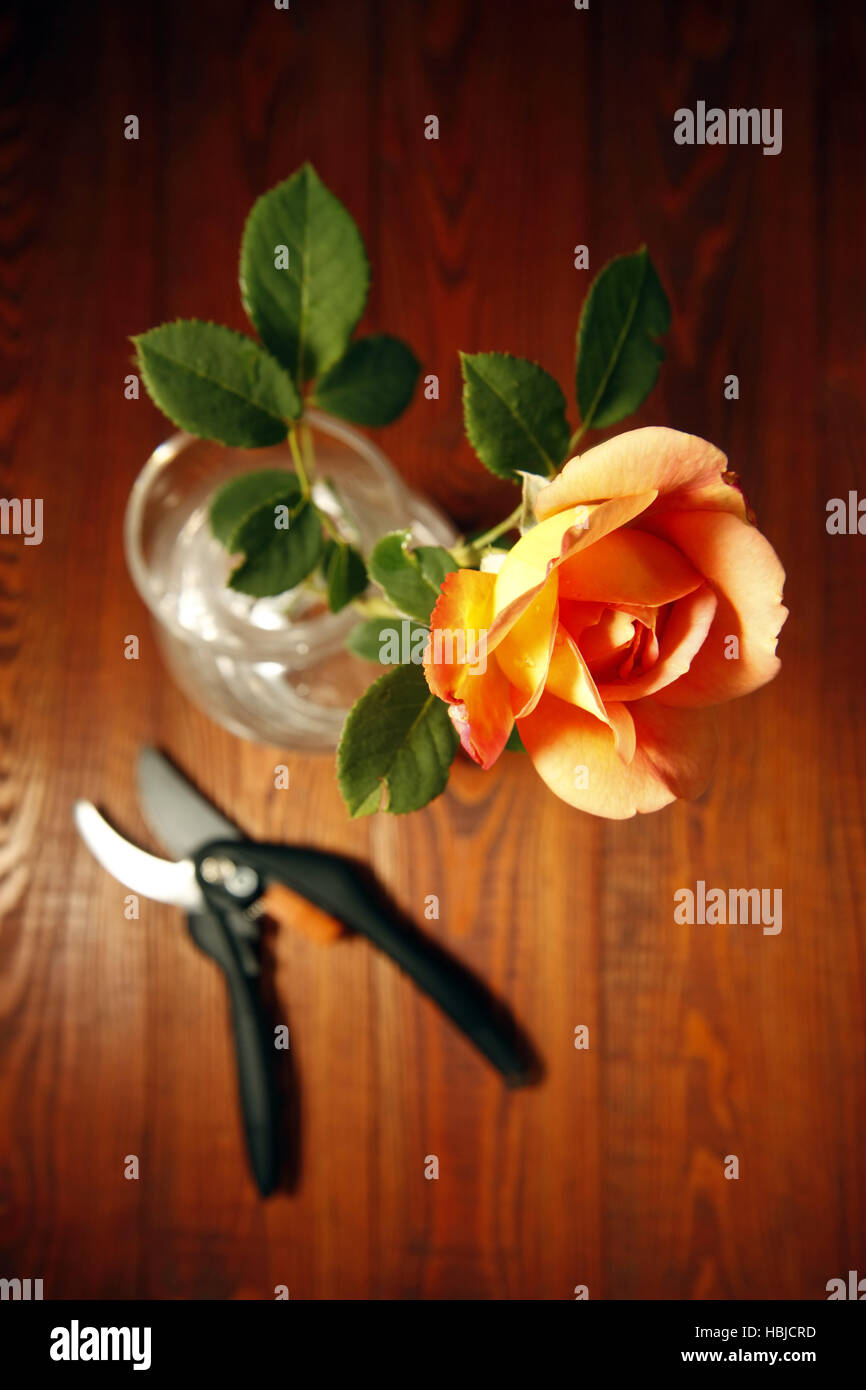 Beautiful rose and scissors Stock Photo - Alamy