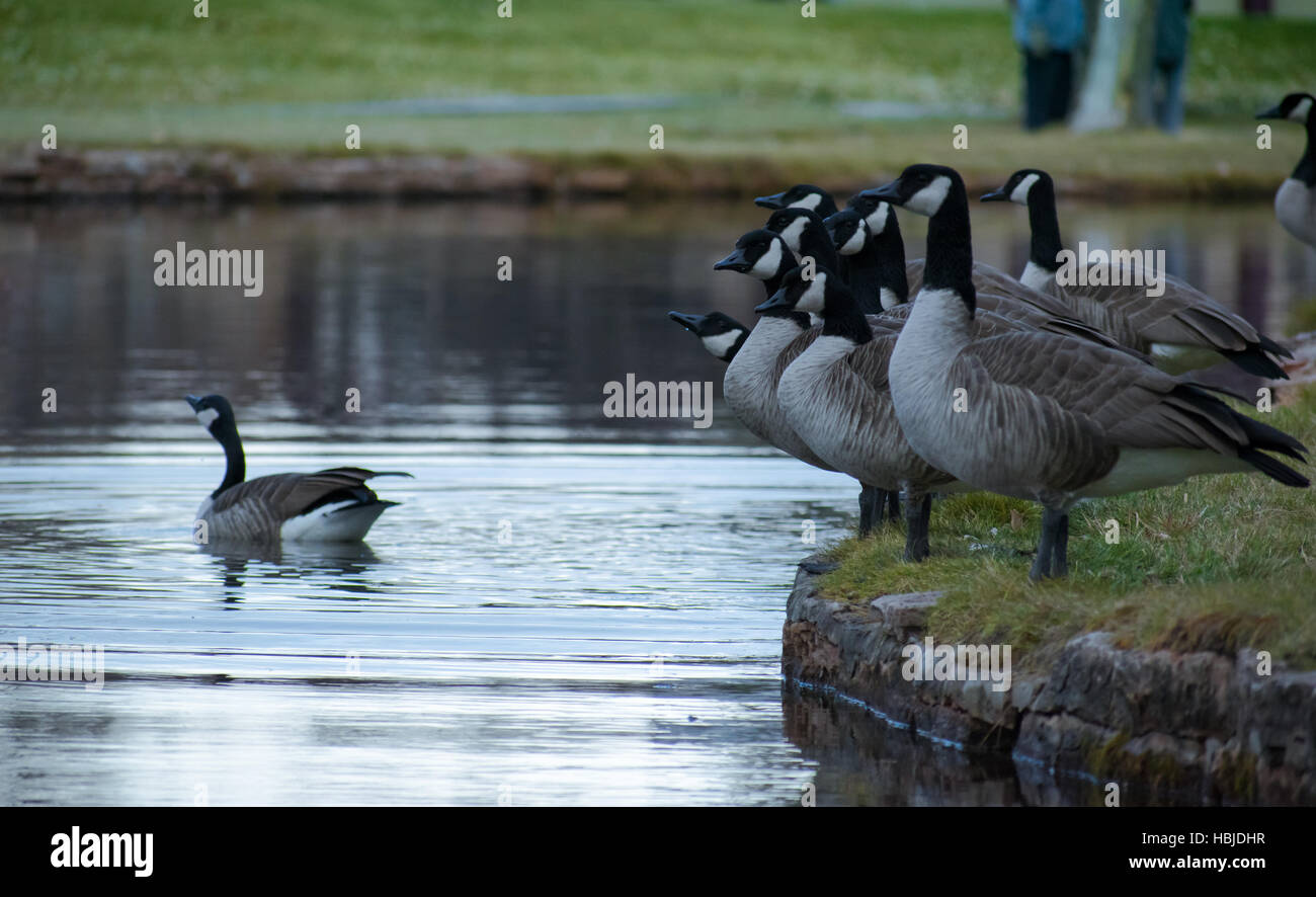 Goose pond hi-res stock photography and images - Alamy