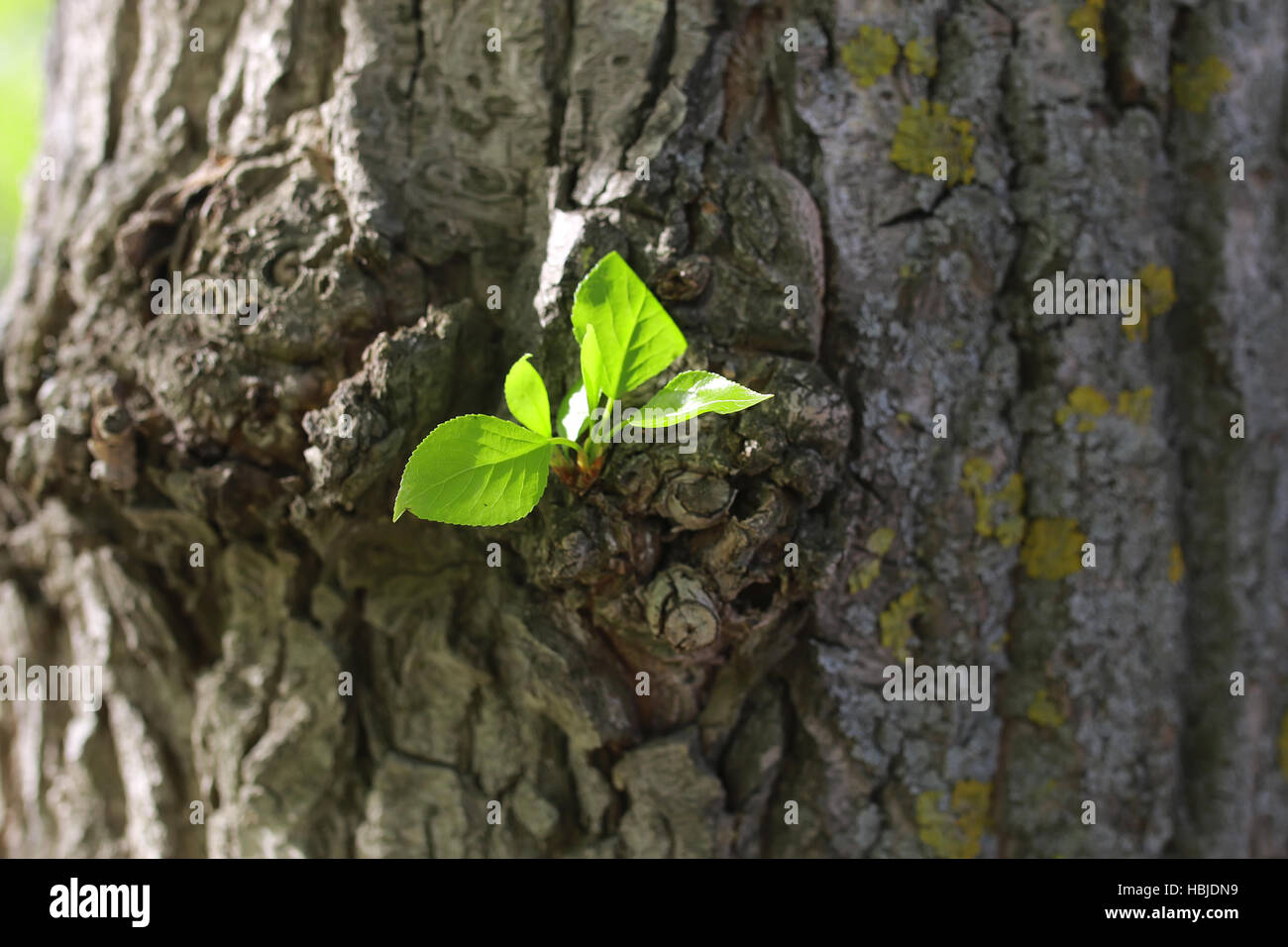 Apple tree new growth leaf sapling hi-res stock photography and images ...