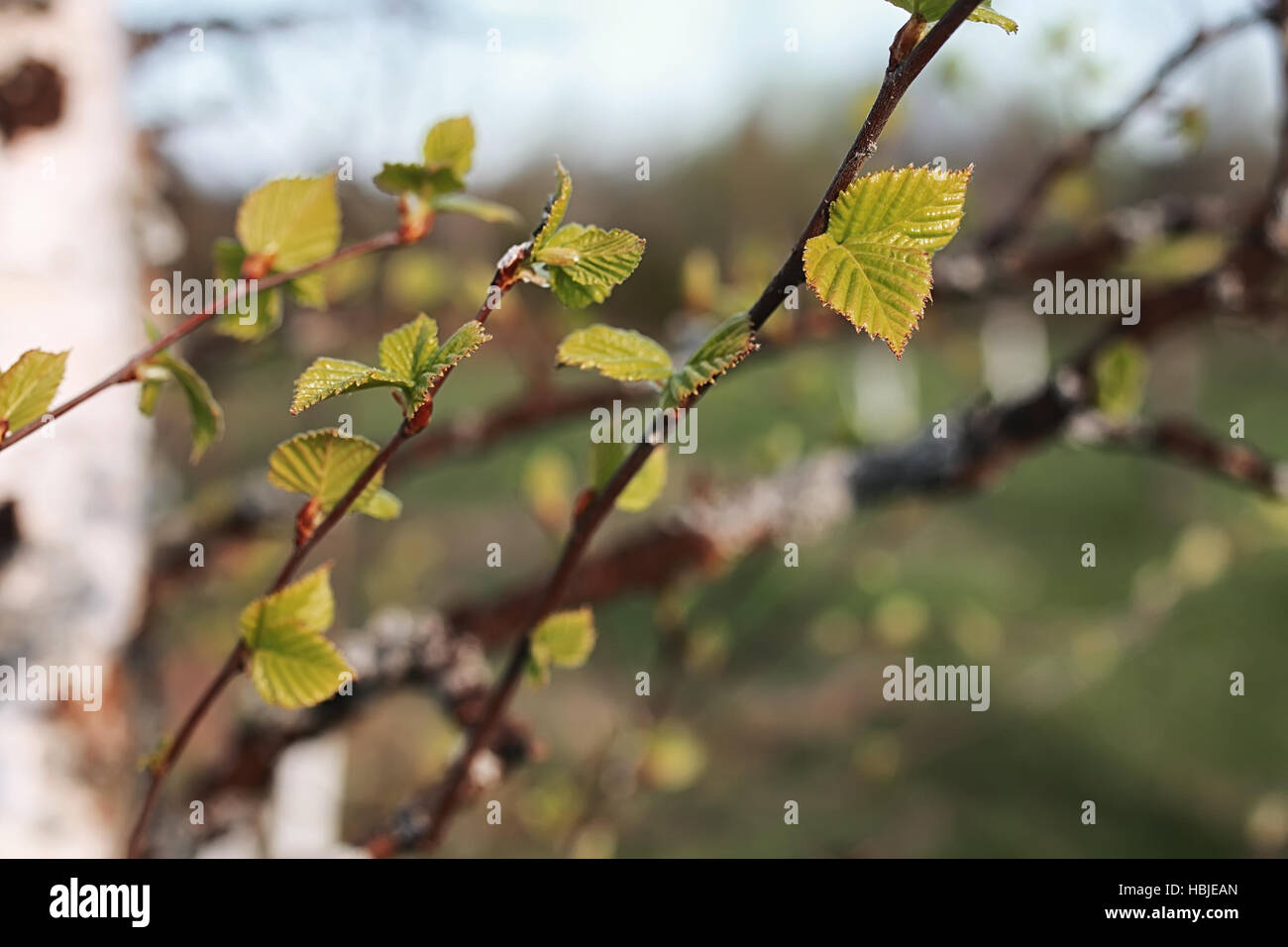 spring fresh leaves on a tree sunset Stock Photo - Alamy
