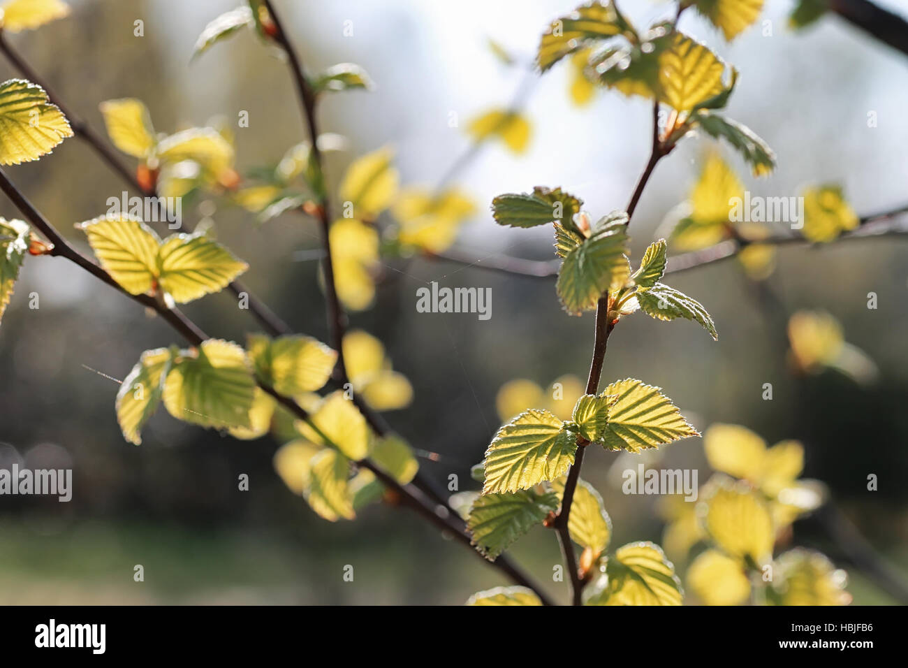 spring fresh leaves on a tree sunset Stock Photo - Alamy