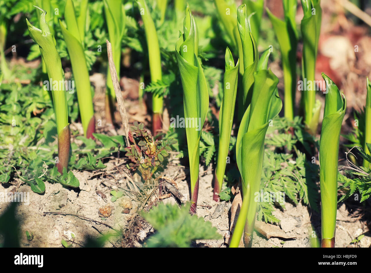 spring grass and flower in a field Stock Photo - Alamy