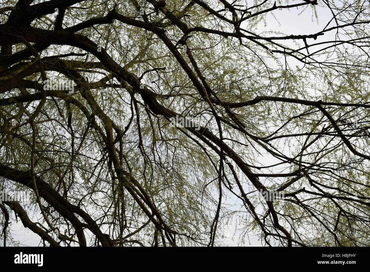 Background of the branches of trees Stock Photo - Alamy
