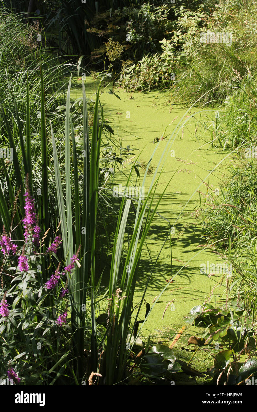 Oxbow Pond High Resolution Stock Photography and Images - Alamy
