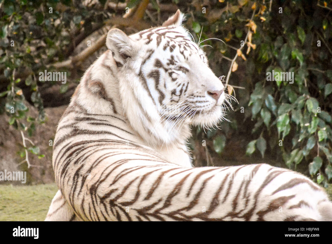Rare White Striped Wild Tiger Stock Photo - Alamy