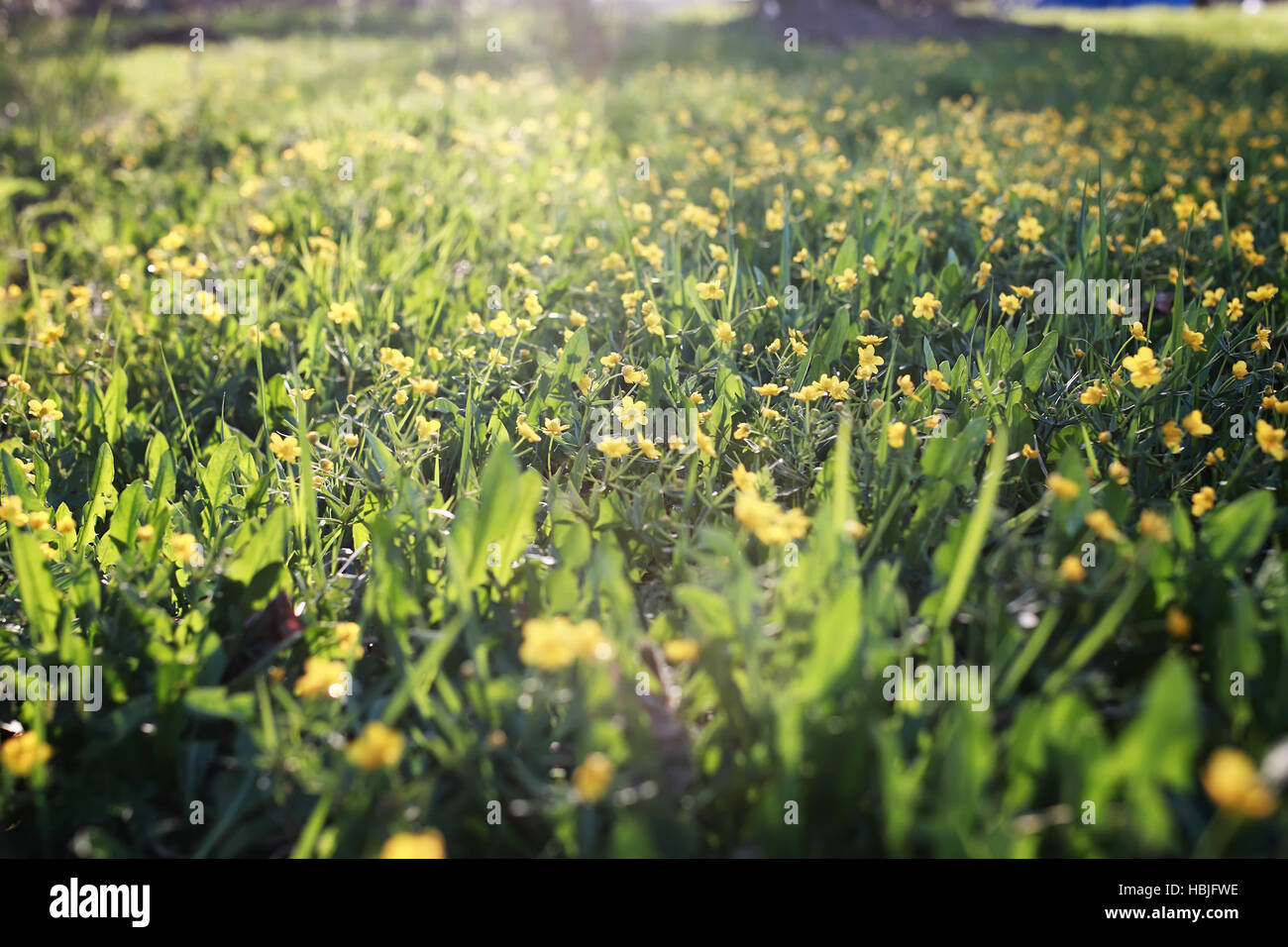 wild spring flower in a field Stock Photo - Alamy