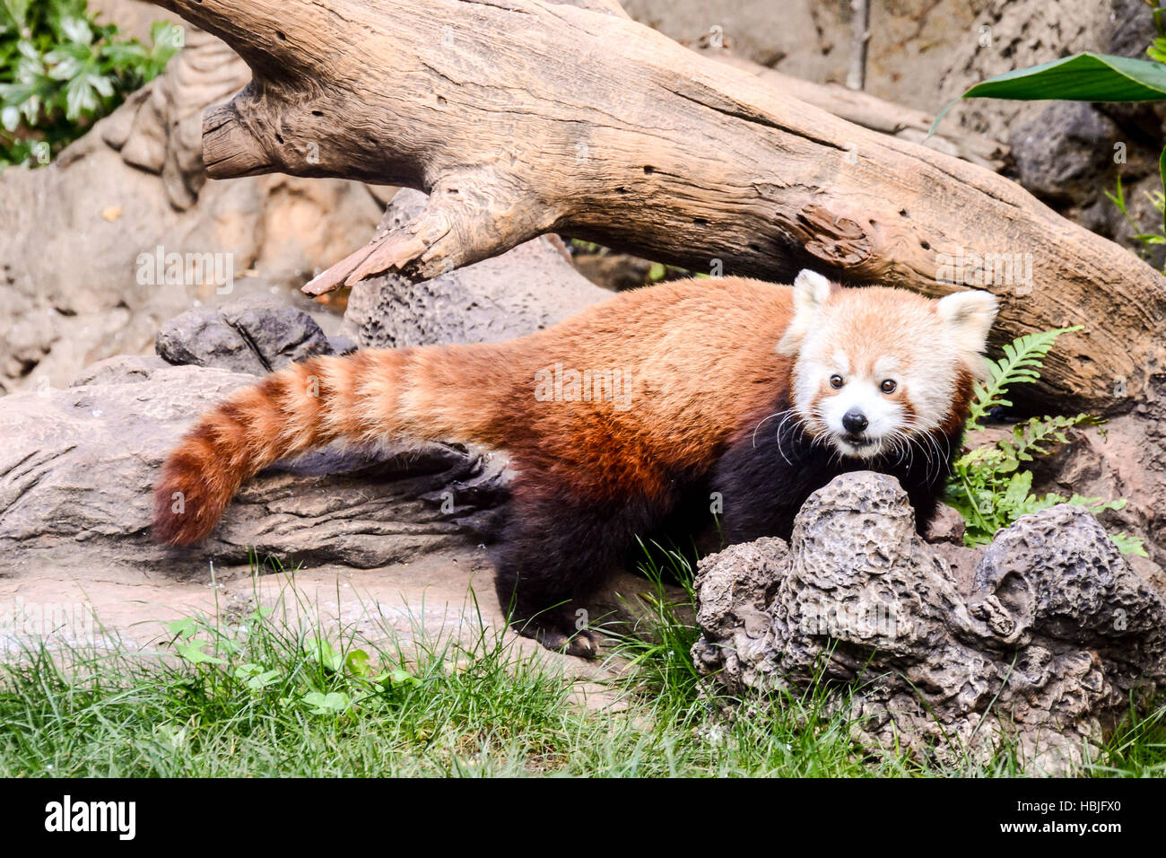 Red Panda Firefox Mammal Animal Stock Photo - Alamy