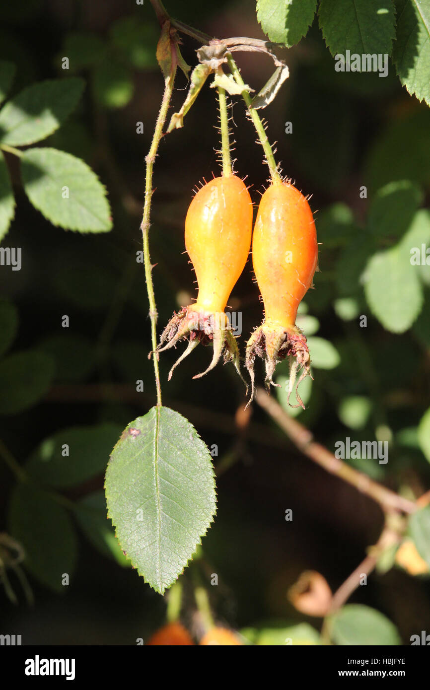 Strandrose rosa rugosa hi-res stock photography and images - Alamy