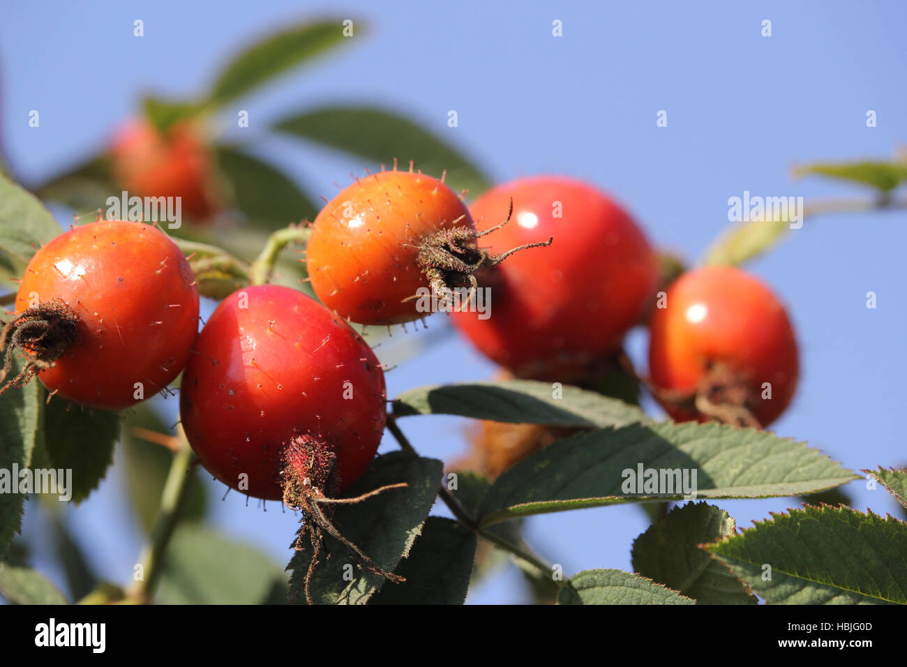 Rose hip syrup hi-res stock photography and images - Alamy