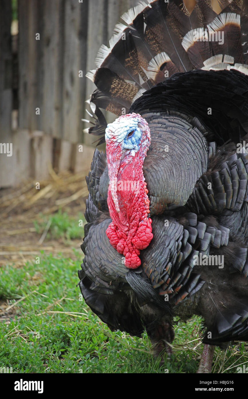 Truthahn turkey hi-res stock photography and images - Alamy