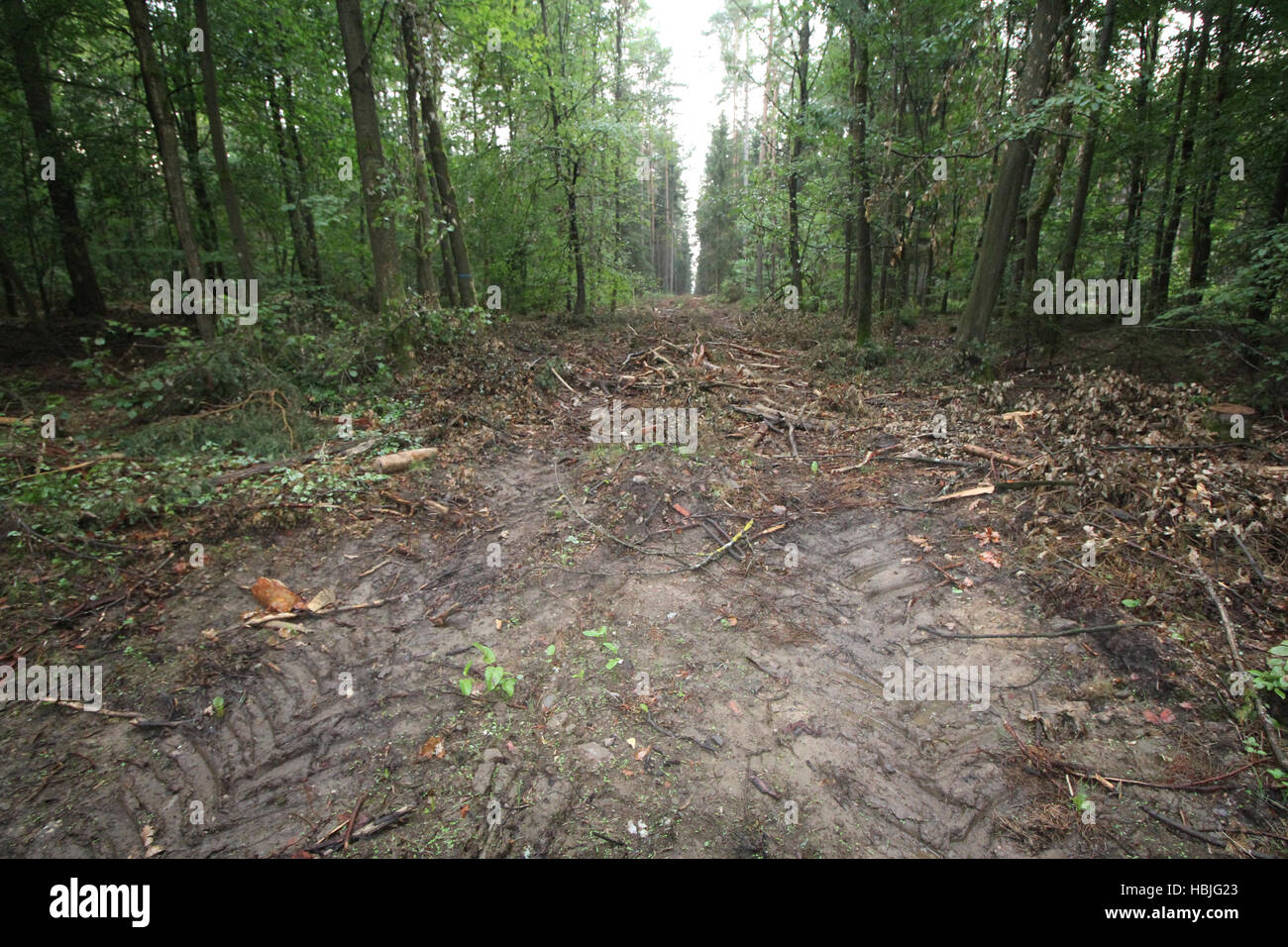 Wood felling hi-res stock photography and images - Alamy