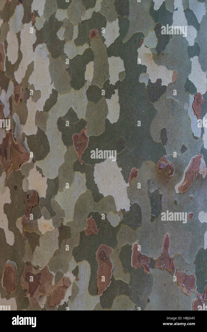 Pattern of Plane tree bark, Bagni di Lucca, Tuscany Stock Photo - Alamy