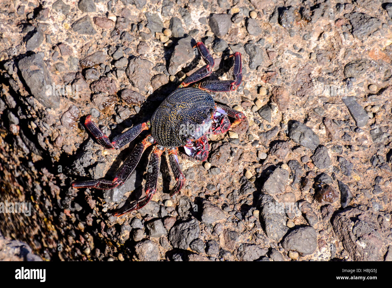Sea animal red crab Stock Photo - Alamy