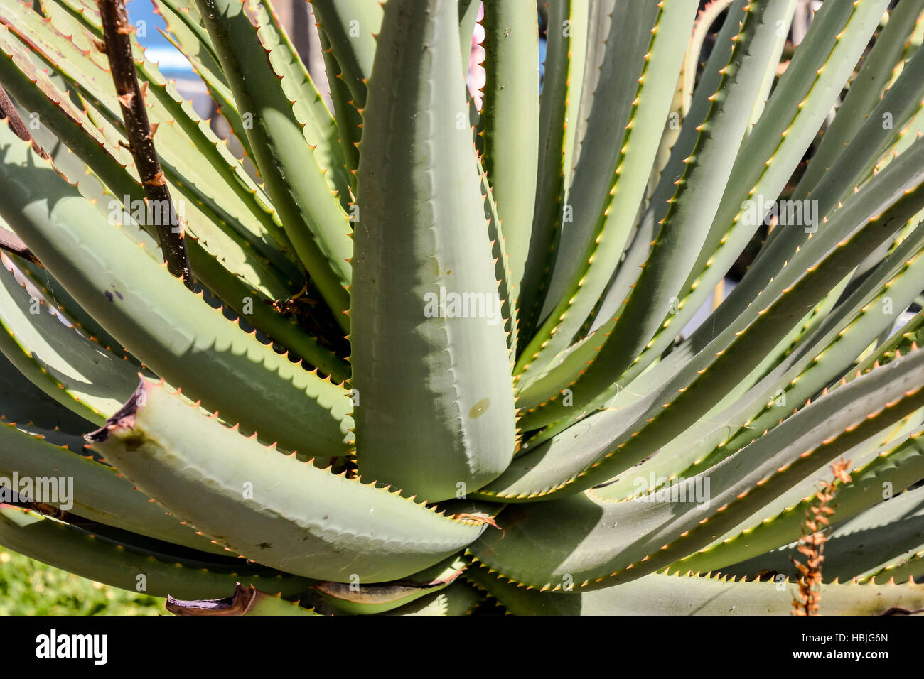 Aloe Texture High Resolution Stock Photography and Images - Alamy
