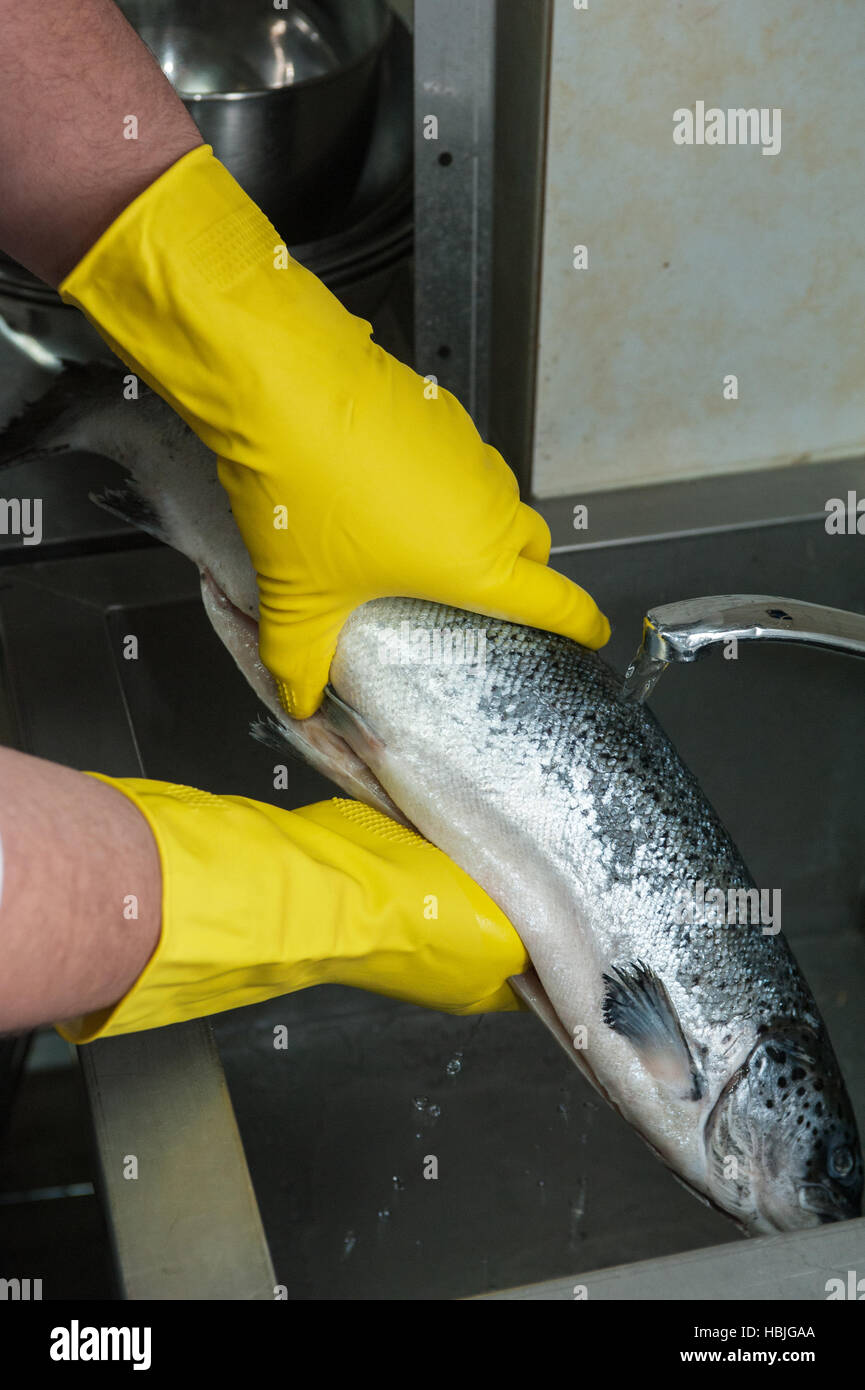 cleaning salmon fish Stock Photo - Alamy
