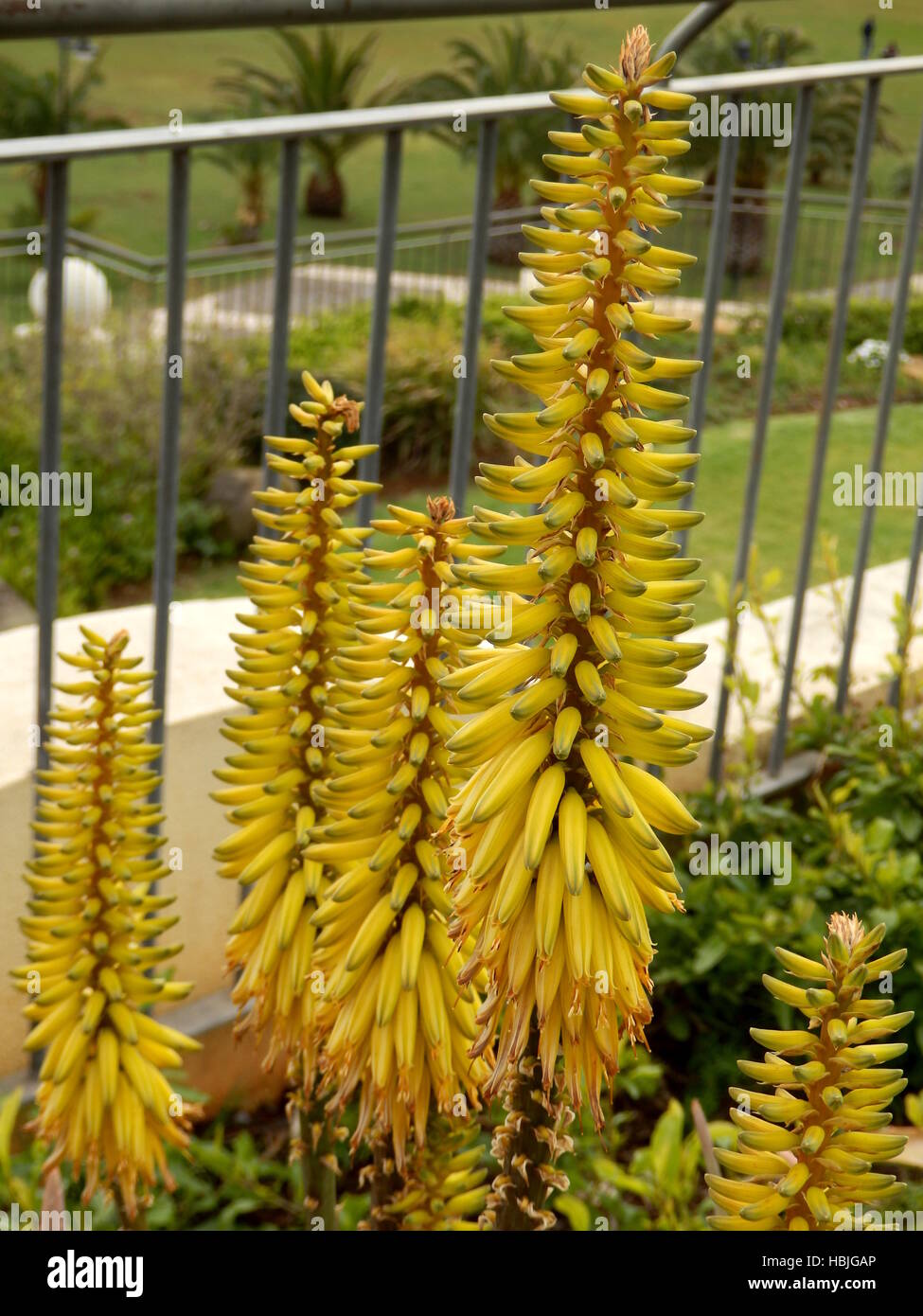 Aloe Vera Plant Stock Photo - Alamy