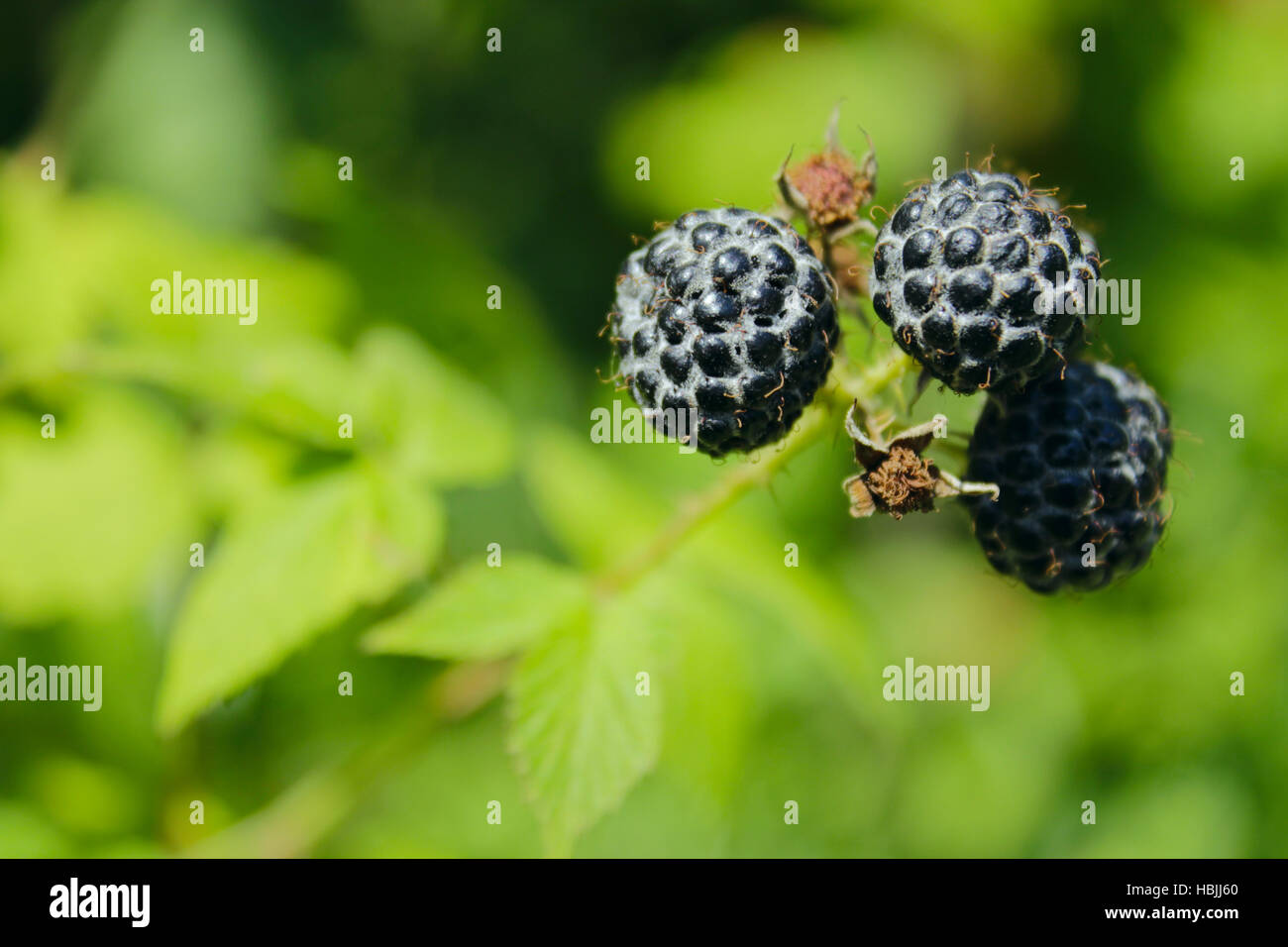 Black raspberry fruits hi-res stock photography and images - Alamy