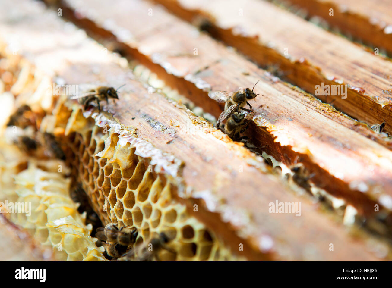 Honeycomb with bees and honey Stock Photo - Alamy