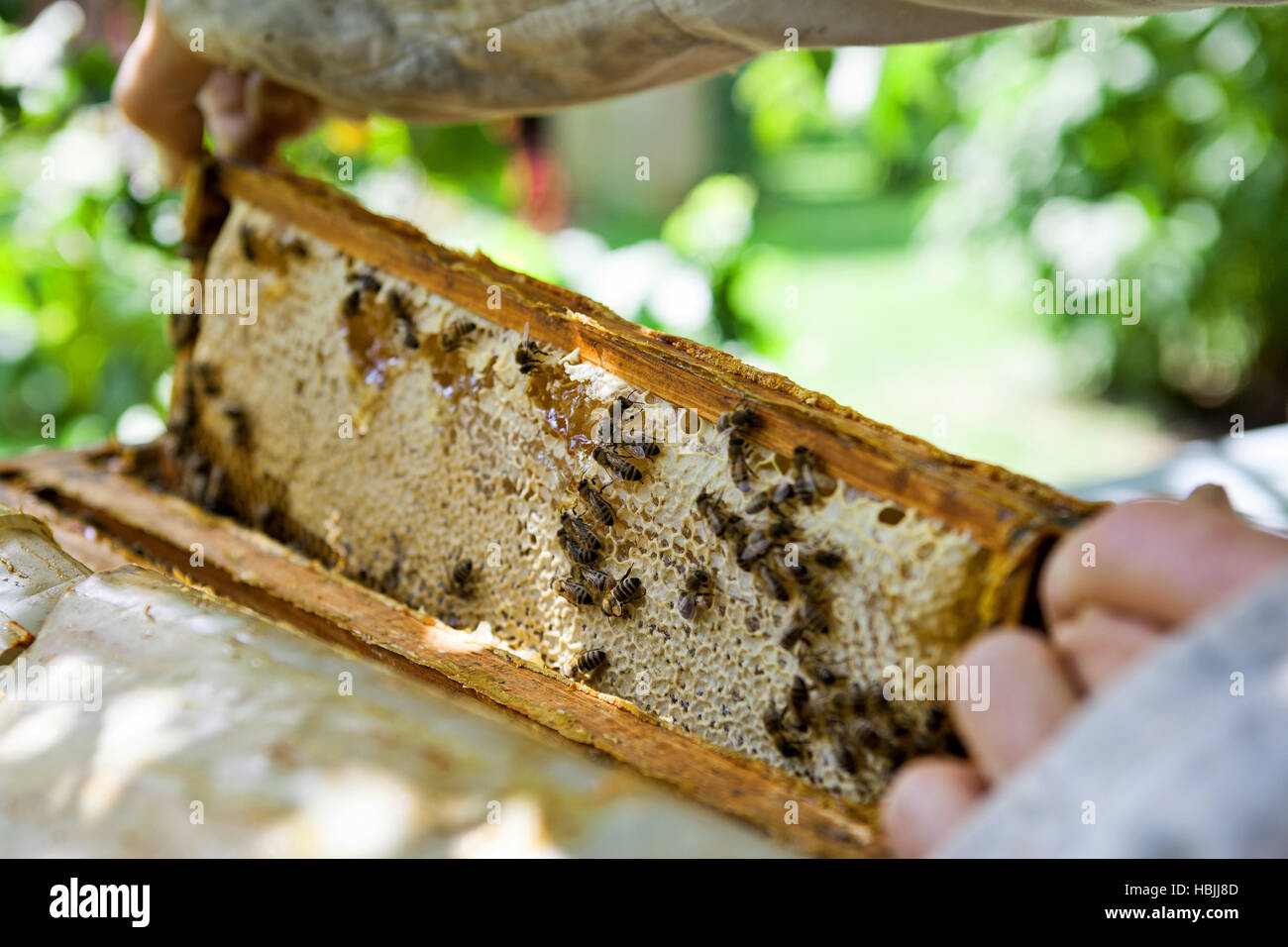 Honeycomb with bees and honey Stock Photo - Alamy