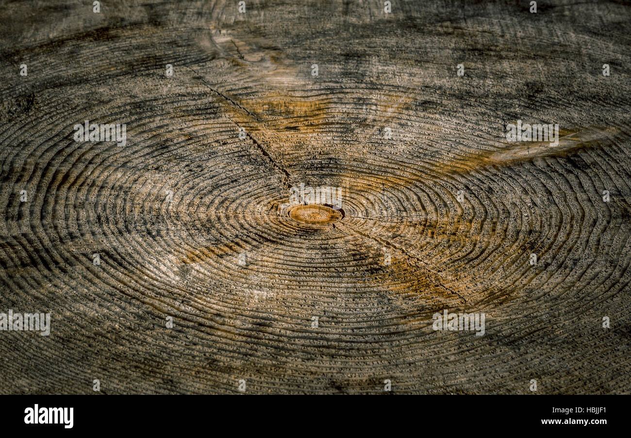 Inside tree hi-res stock photography and images - Alamy