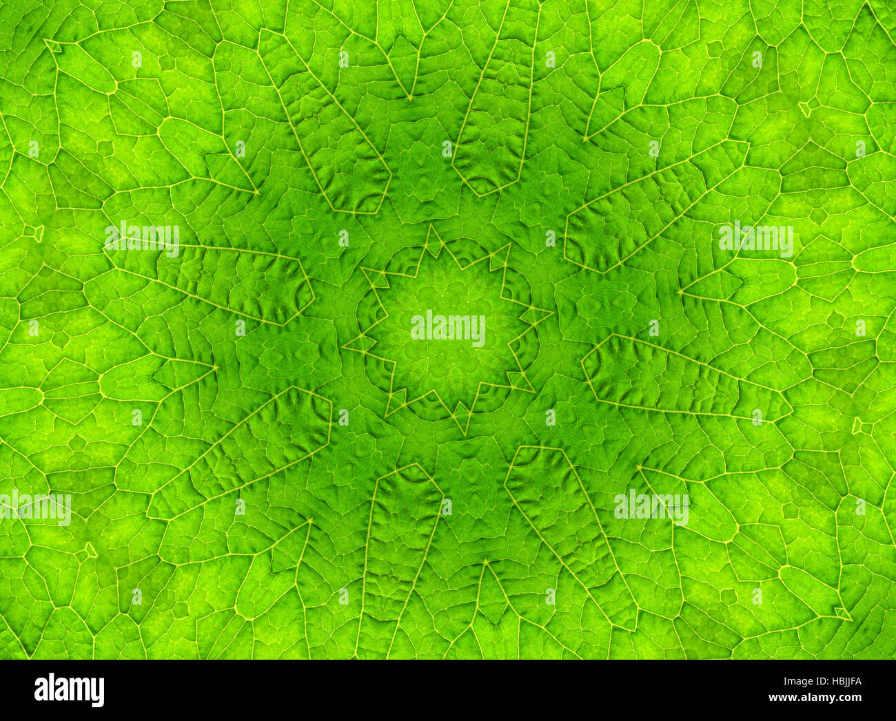 Symmetrical leaf veins hi-res stock photography and images - Alamy
