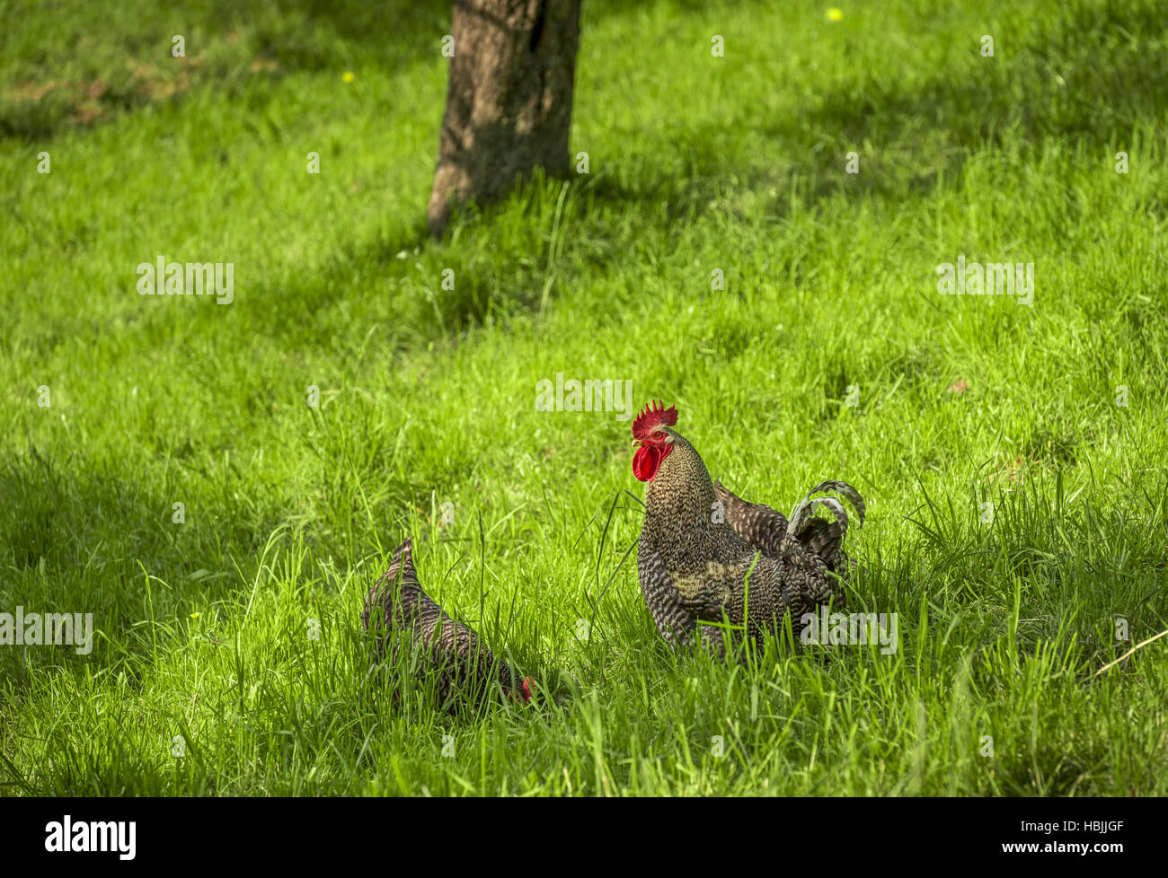 Mottled plumage hi-res stock photography and images - Alamy