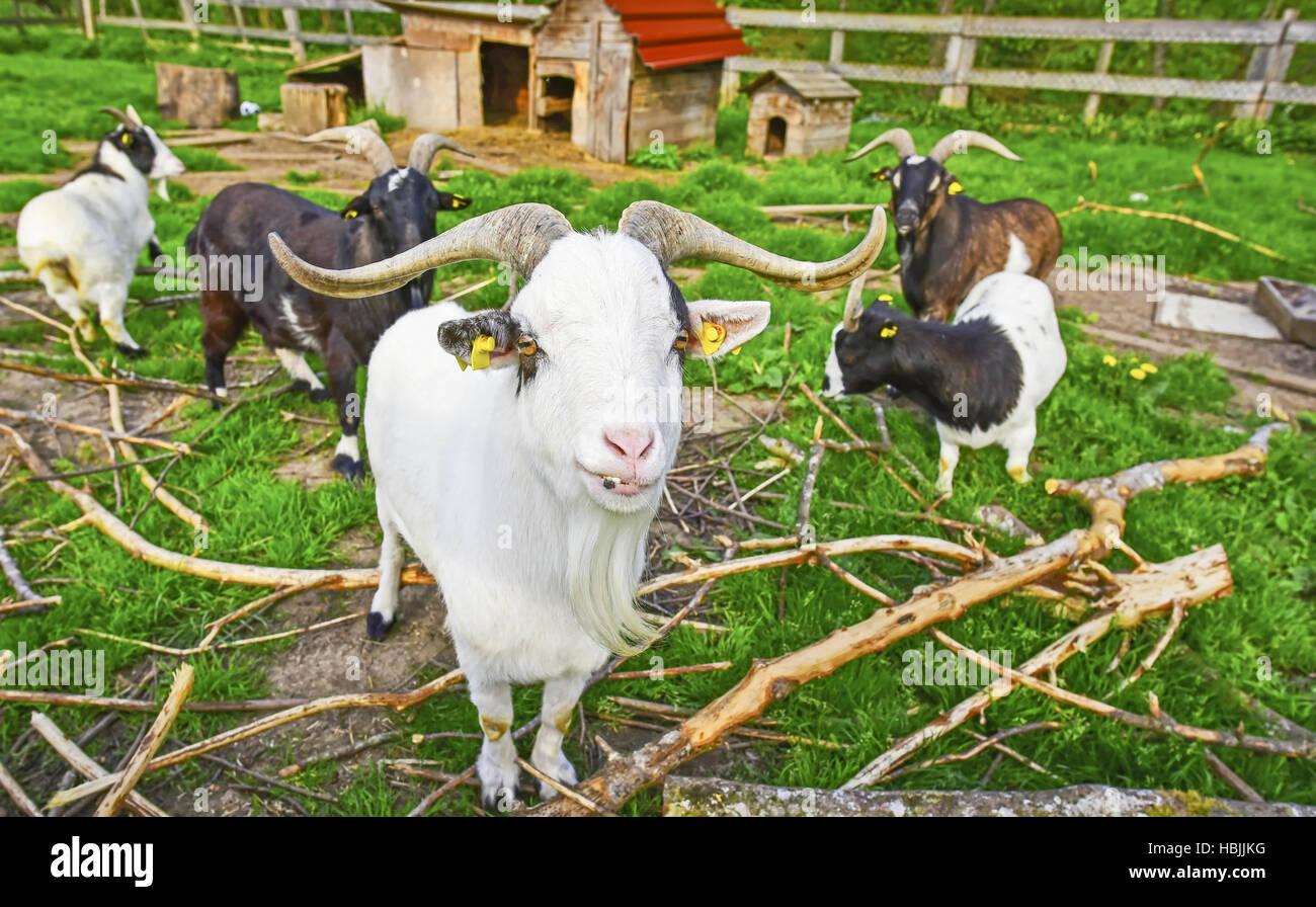 Long horned goat squad Stock Photo - Alamy