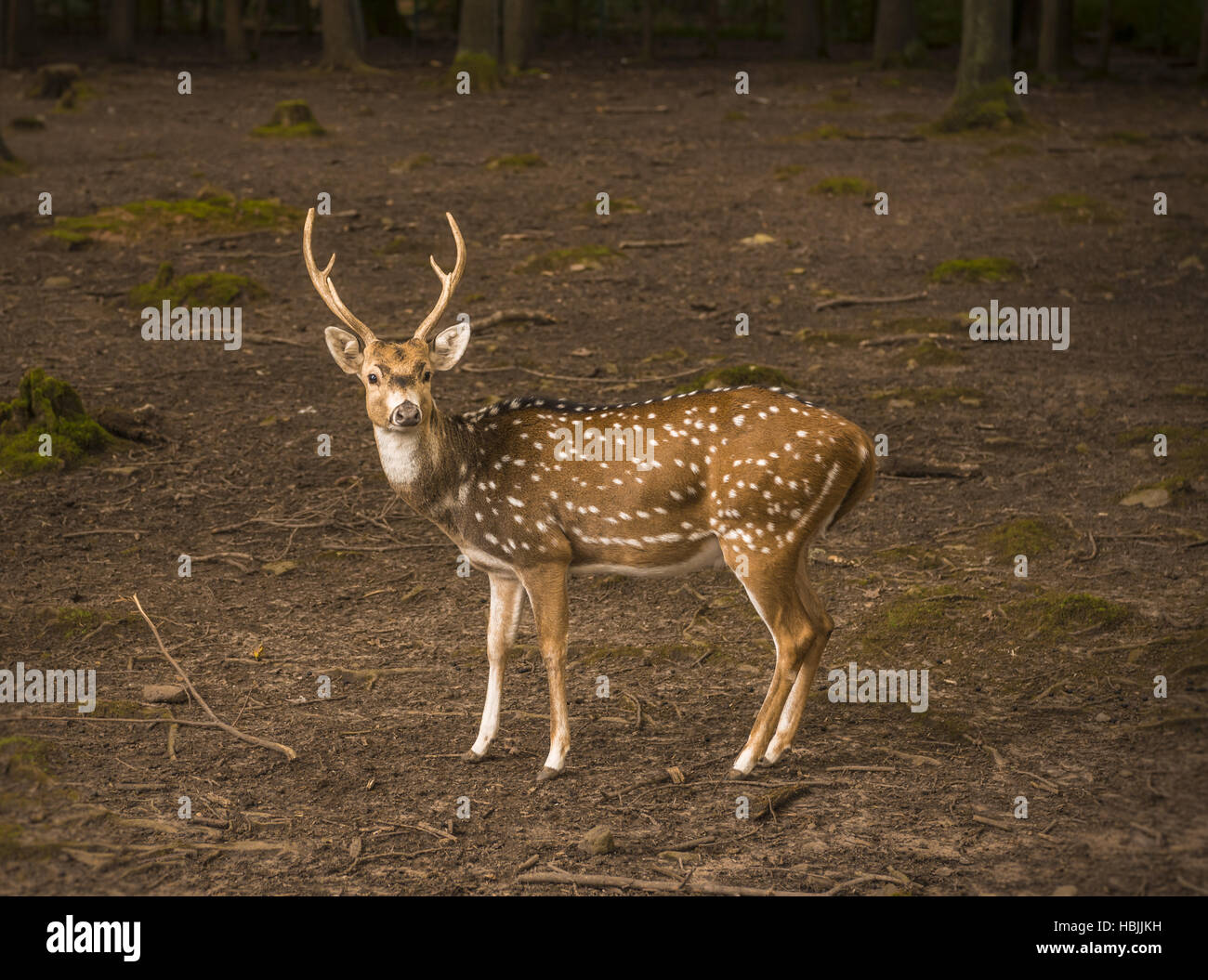 Male spotted axis deer hi-res stock photography and images - Alamy