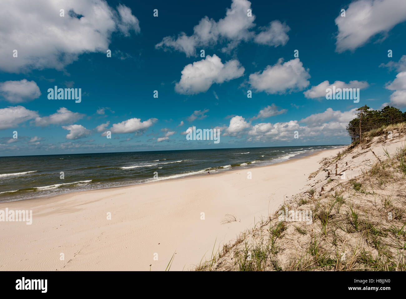 Leba polen baum hi-res stock photography and images - Alamy