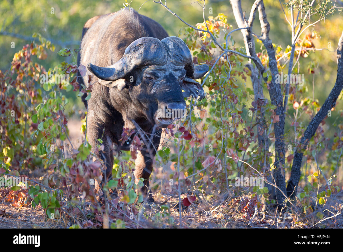 Bulle afrikanischer buffel hi-res stock photography and images - Alamy